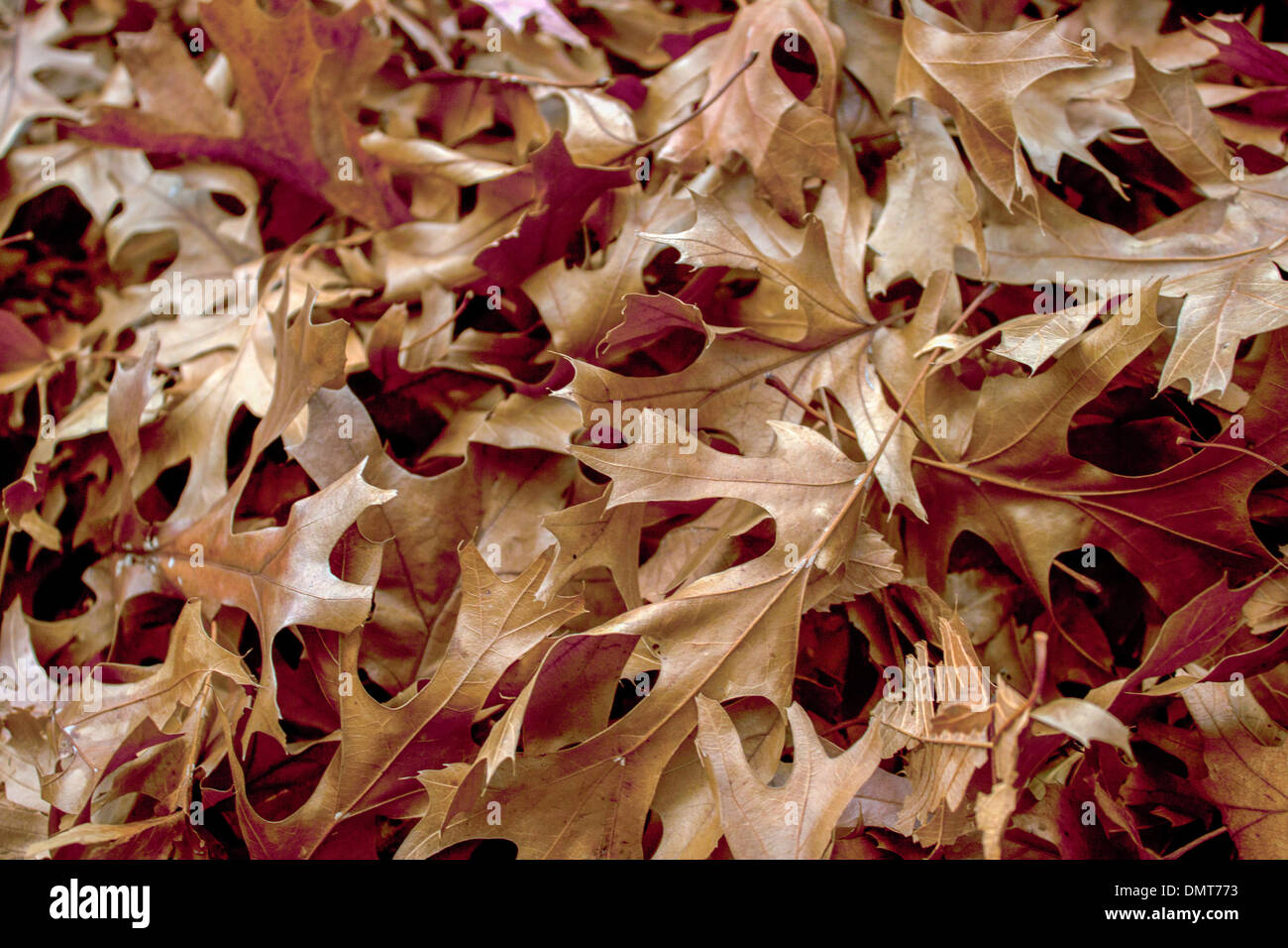 Fal color hi-res stock photography and images - Alamy