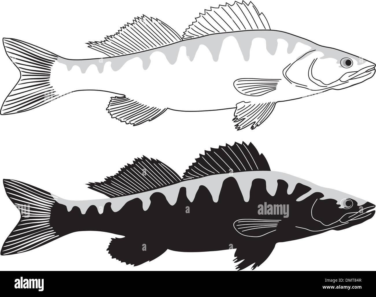 Fish - Zander Stock Vector Image & Art - Alamy