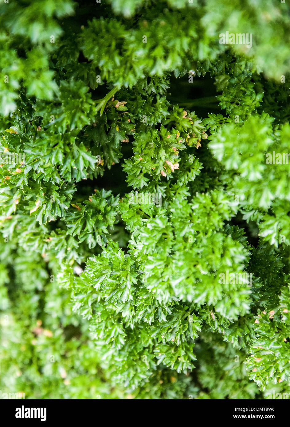 Pasley garden hi-res stock photography and images - Alamy