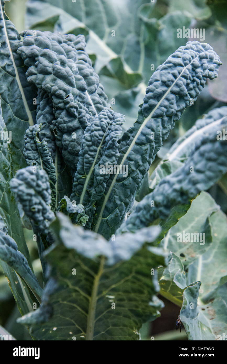 organic spinach plant growing in farm garden close up of the plant ...