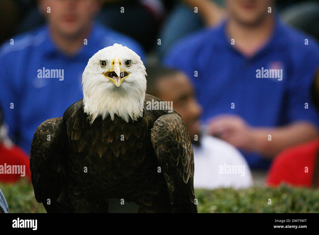 5 September 2009: The Auburn University WAr Eagle gets a close look in ...