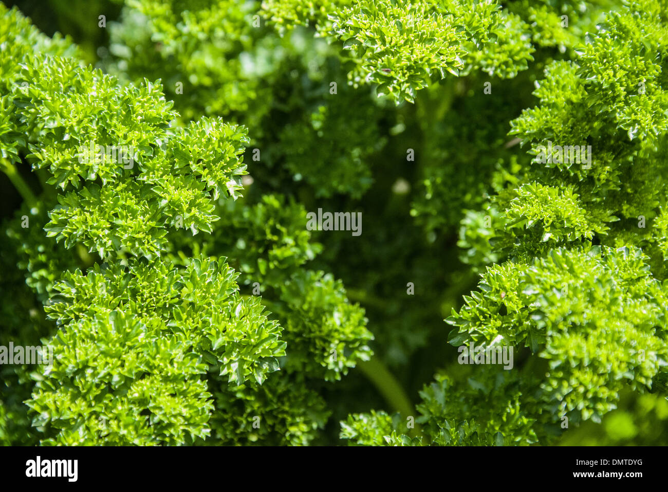Pasley garden hi-res stock photography and images - Alamy