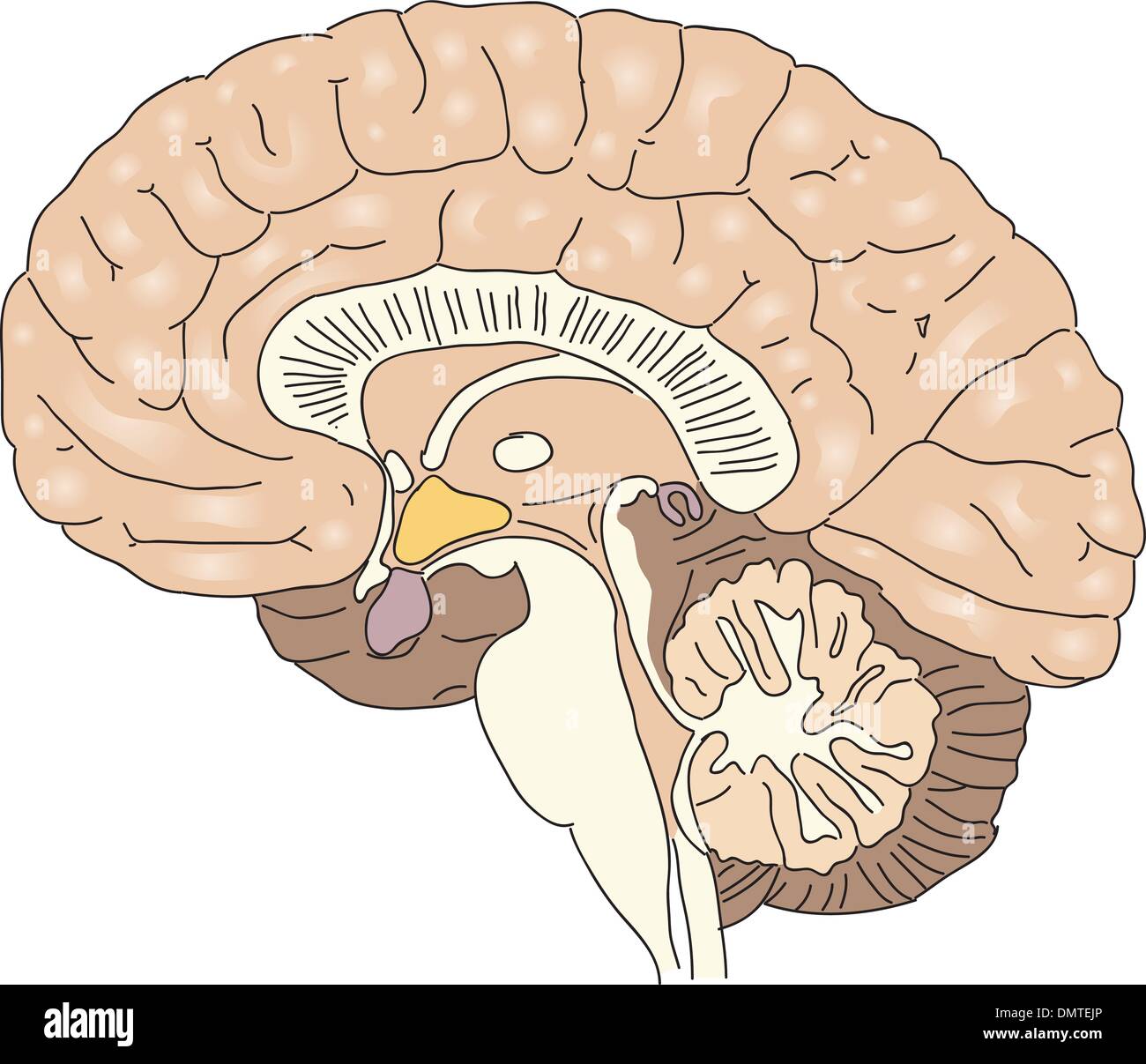 The human brain Stock Vector Image & Art - Alamy