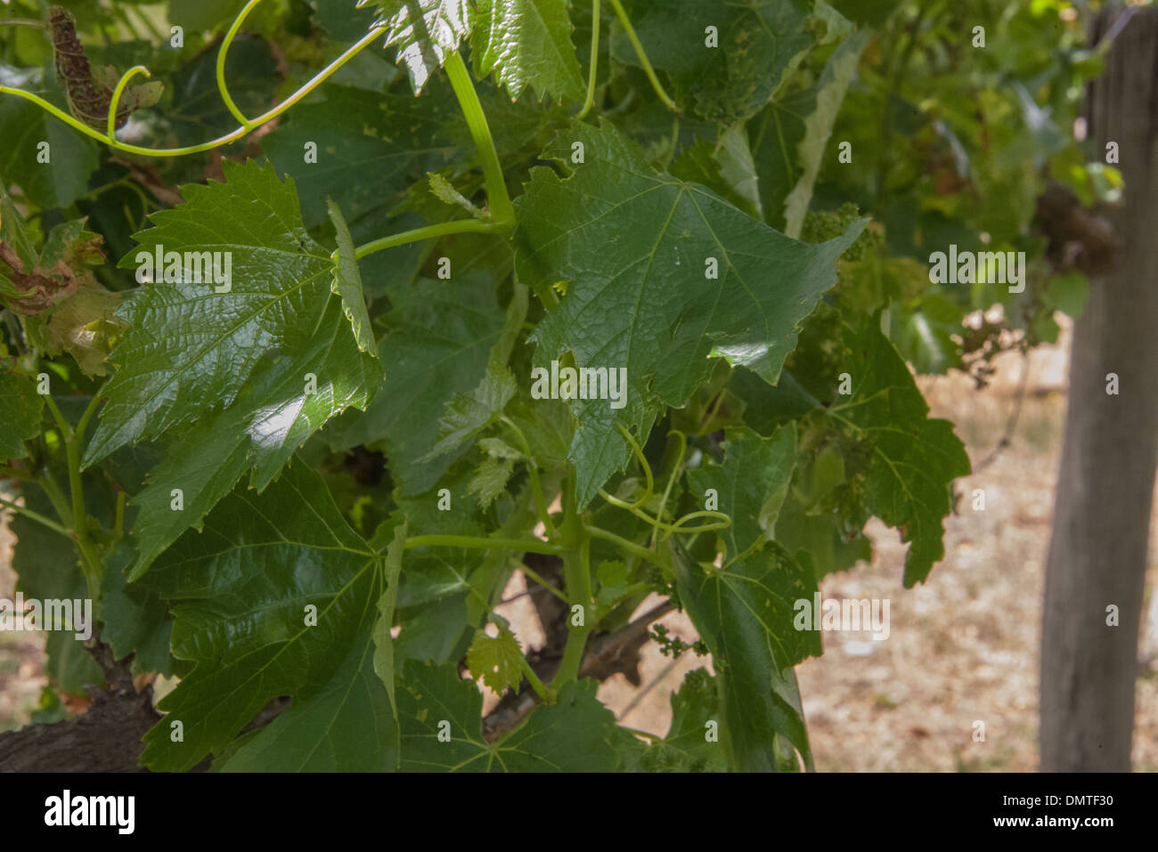 close up of a lush green young grape vine without fruit Stock Photo - Alamy