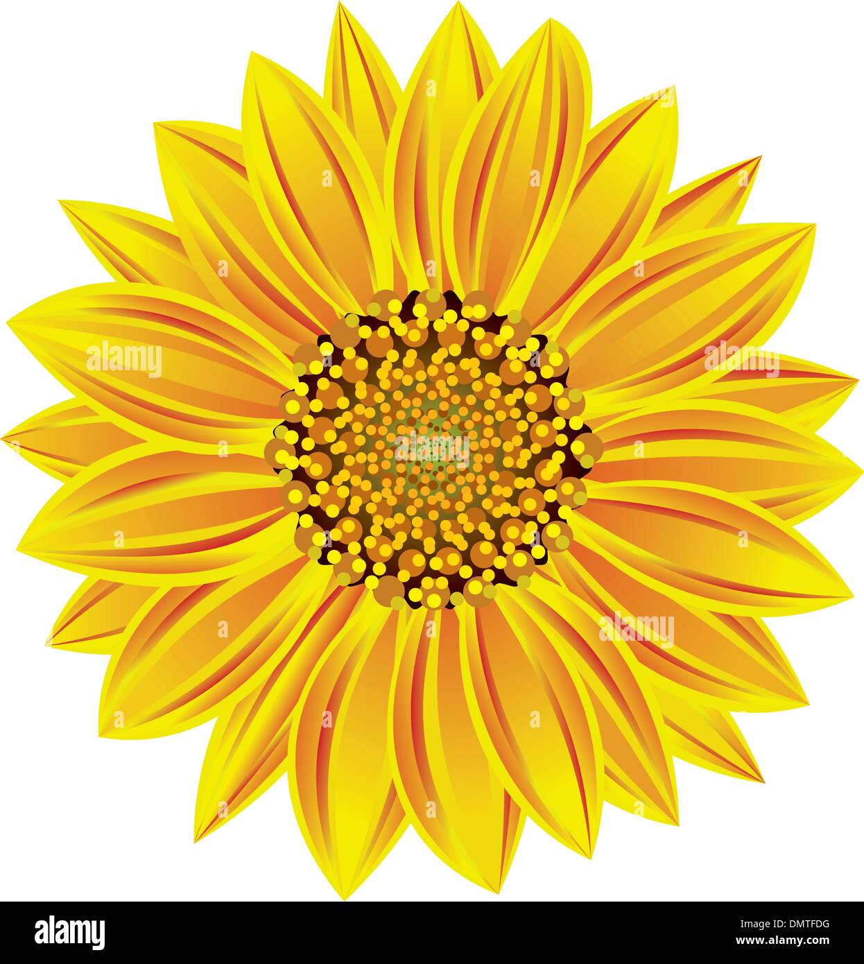 Sunflower vectors hi-res stock photography and images - Alamy