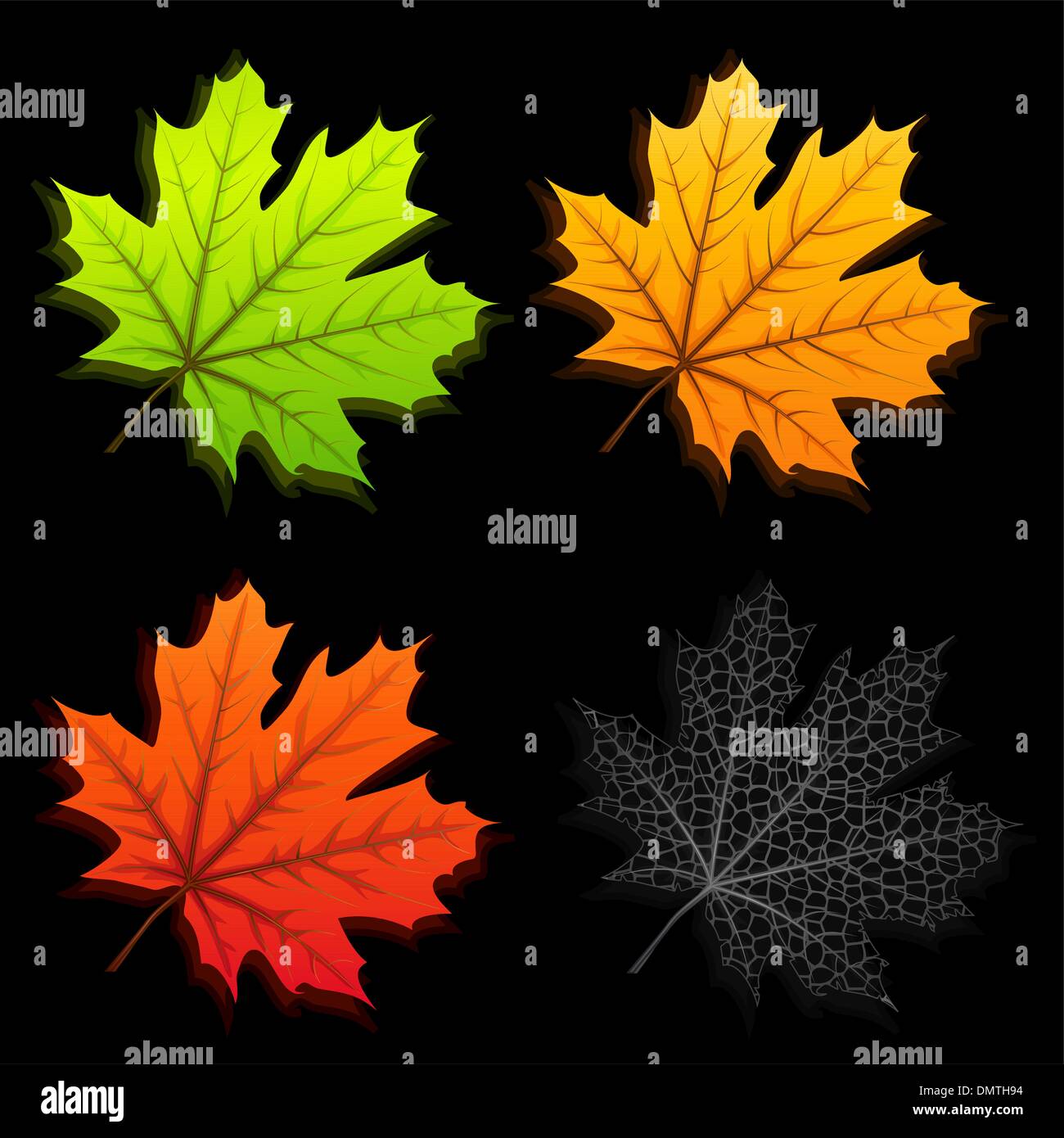 Different autumn leaves on Stock Vector Images - Alamy