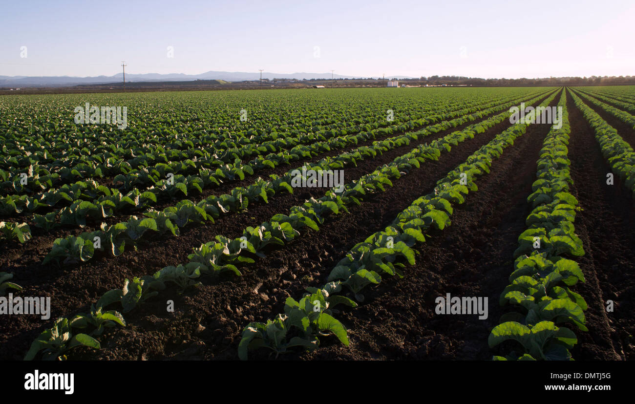 Crops growing in Salinas, California Stock Photo - Alamy