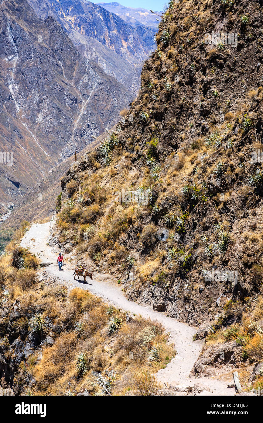 Canyon del Colca, Peru Stock Photo - Alamy