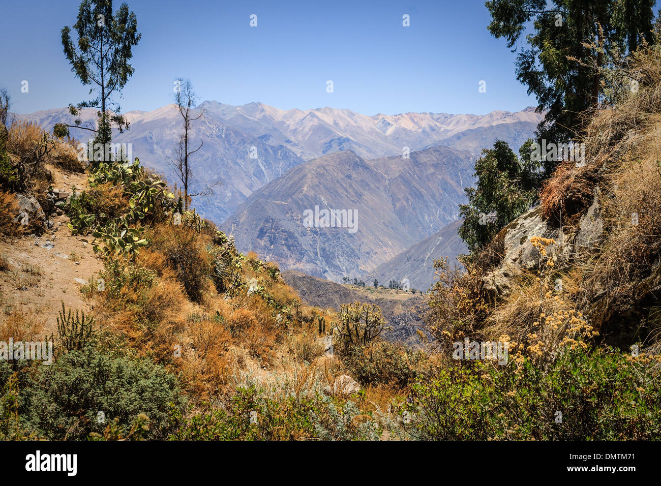 Canyon del Colca, Peru Stock Photo - Alamy