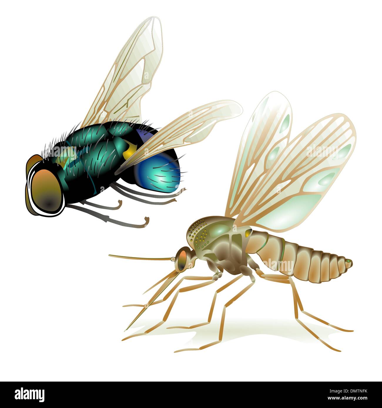 Mosquitoes And Flies Stock Vector Image And Art Alamy
