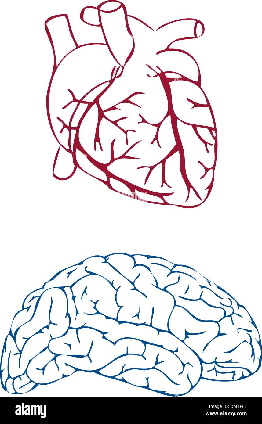 Body brain heart hi-res stock photography and images - Alamy