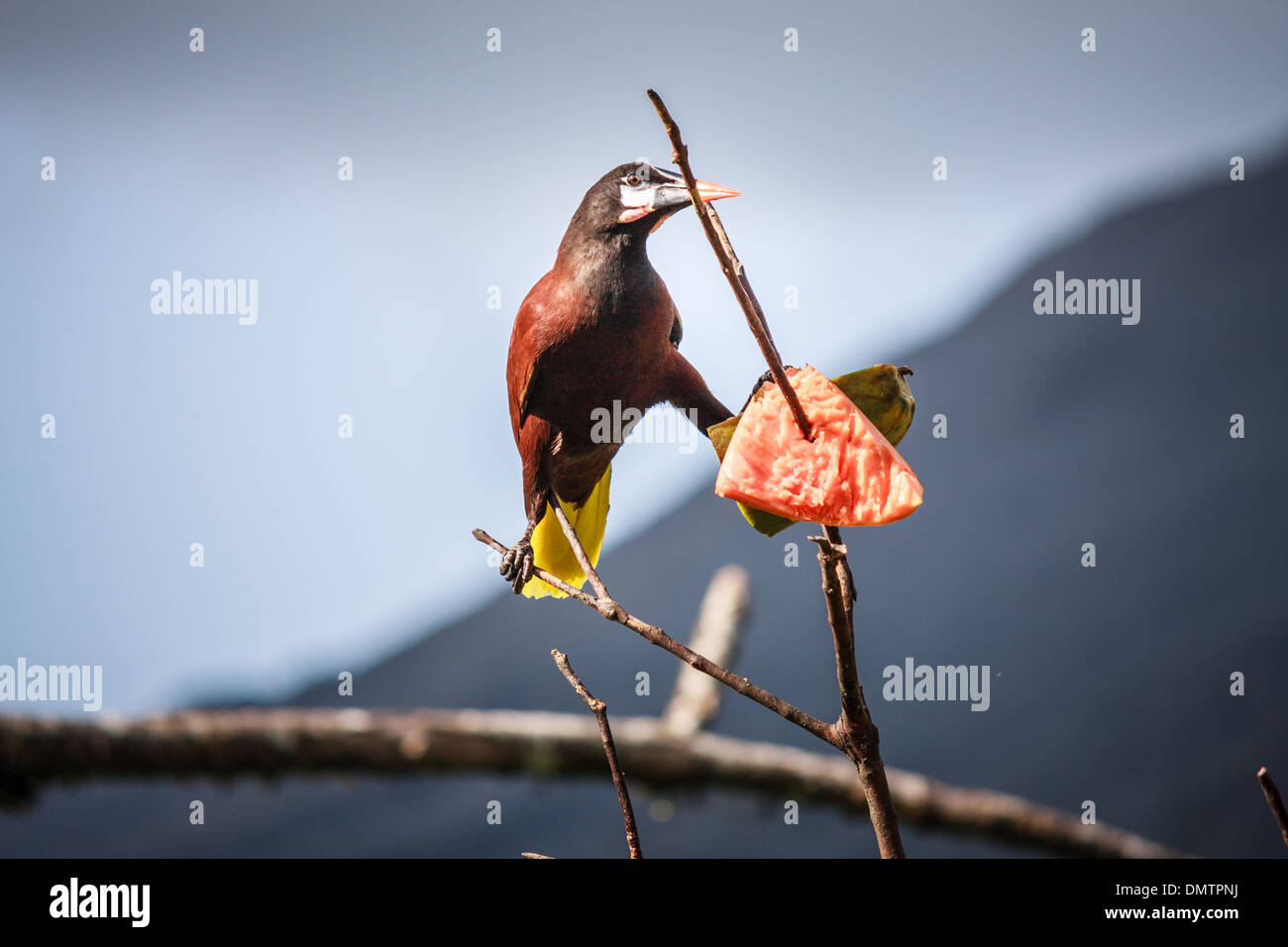 Arenal Volcano Costa Rica Stock Photos & Arenal Volcano Costa Rica ...
