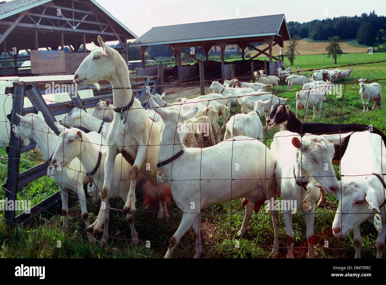 Goat Farm - Saanen and Nubian Goats await milking for Milk and Cheese ...