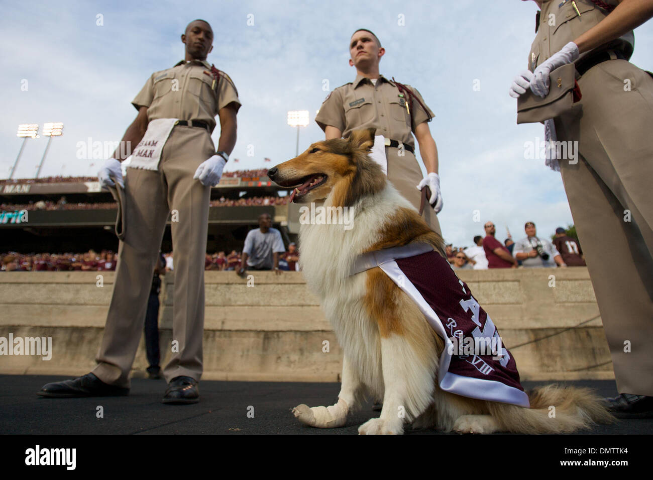 Reveille VIII, the mascot of Texas A&M University, on the sidelines ...