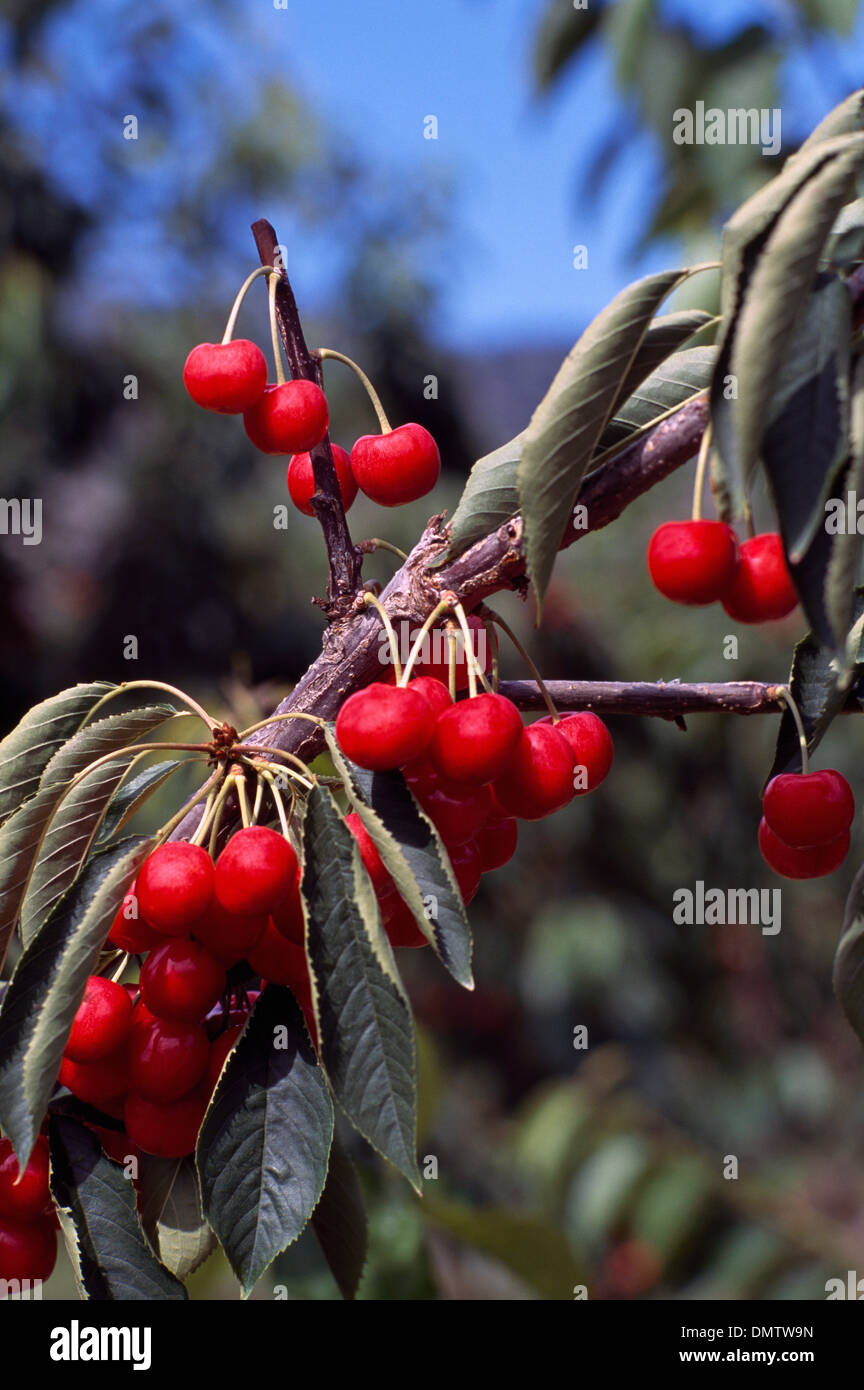Okanagan cherries hi-res stock photography and images - Alamy