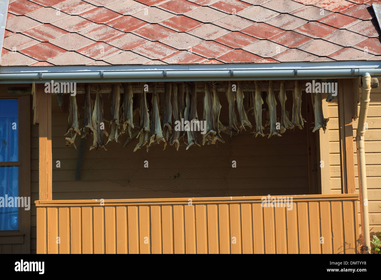 Stockfish drying at Vikten village, Lofoten Islands, Nordland, Norway ...