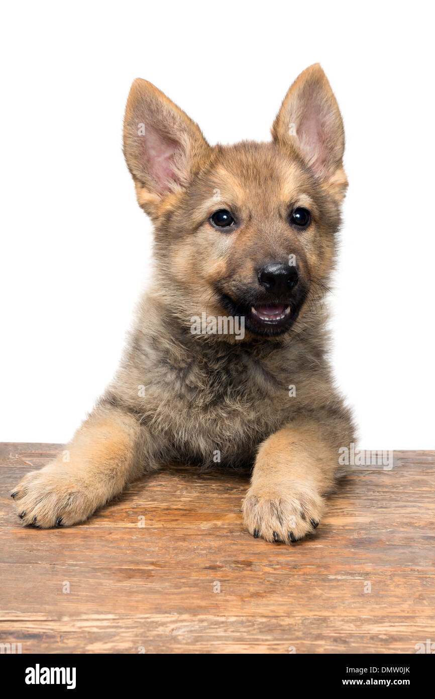 Portrait of a young nine weeks old german shepherd puppy Stock Photo ...