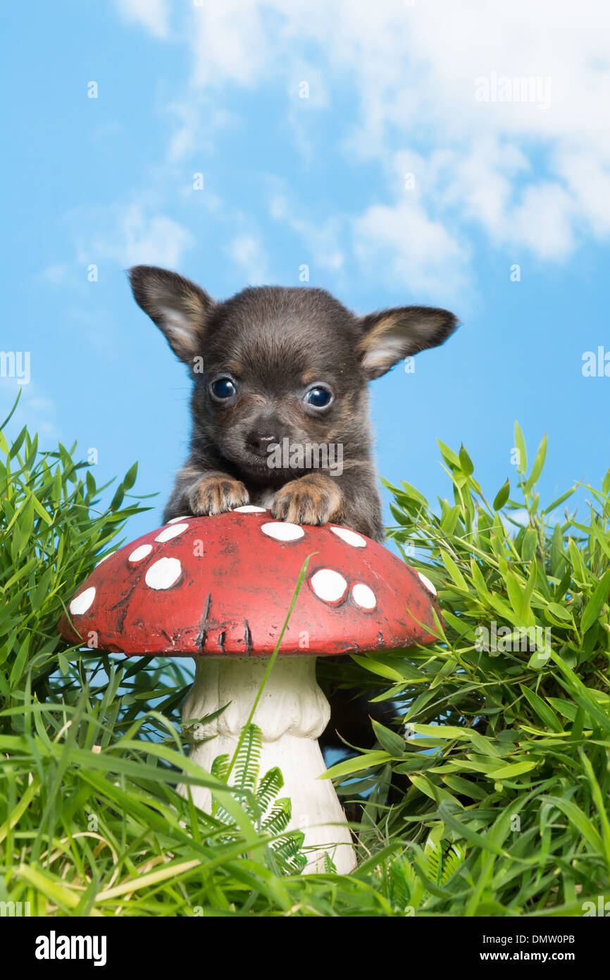 Funny chihuahua hi-res stock photography and images - Alamy