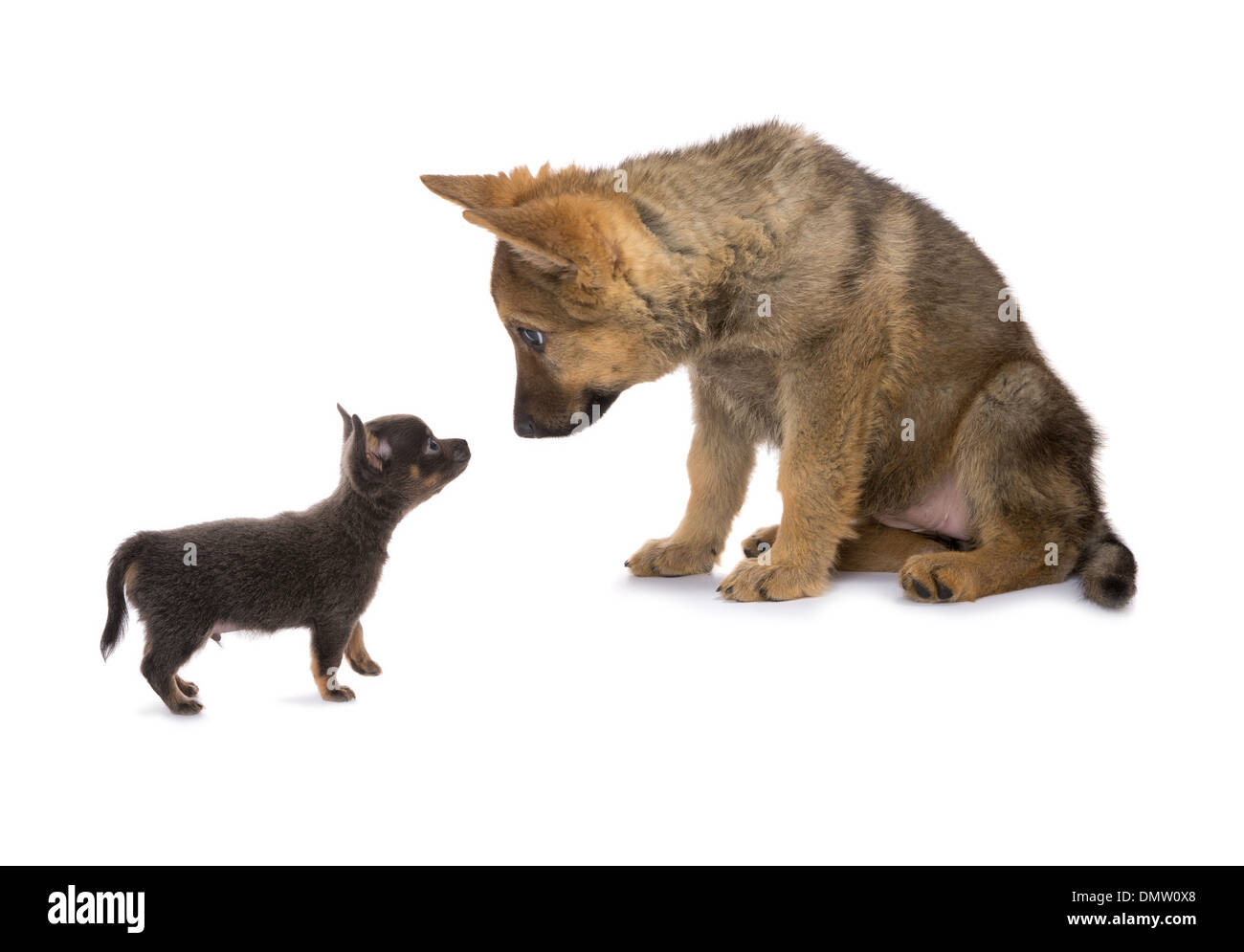 German shepherd and chihuahua puppy meeting and looking surprised Stock ...