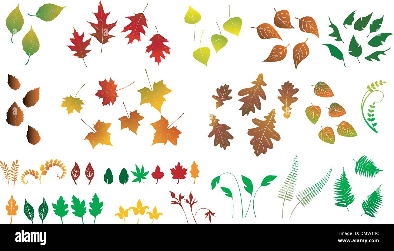 Leaf, collection for designers Stock Vector Image & Art - Alamy