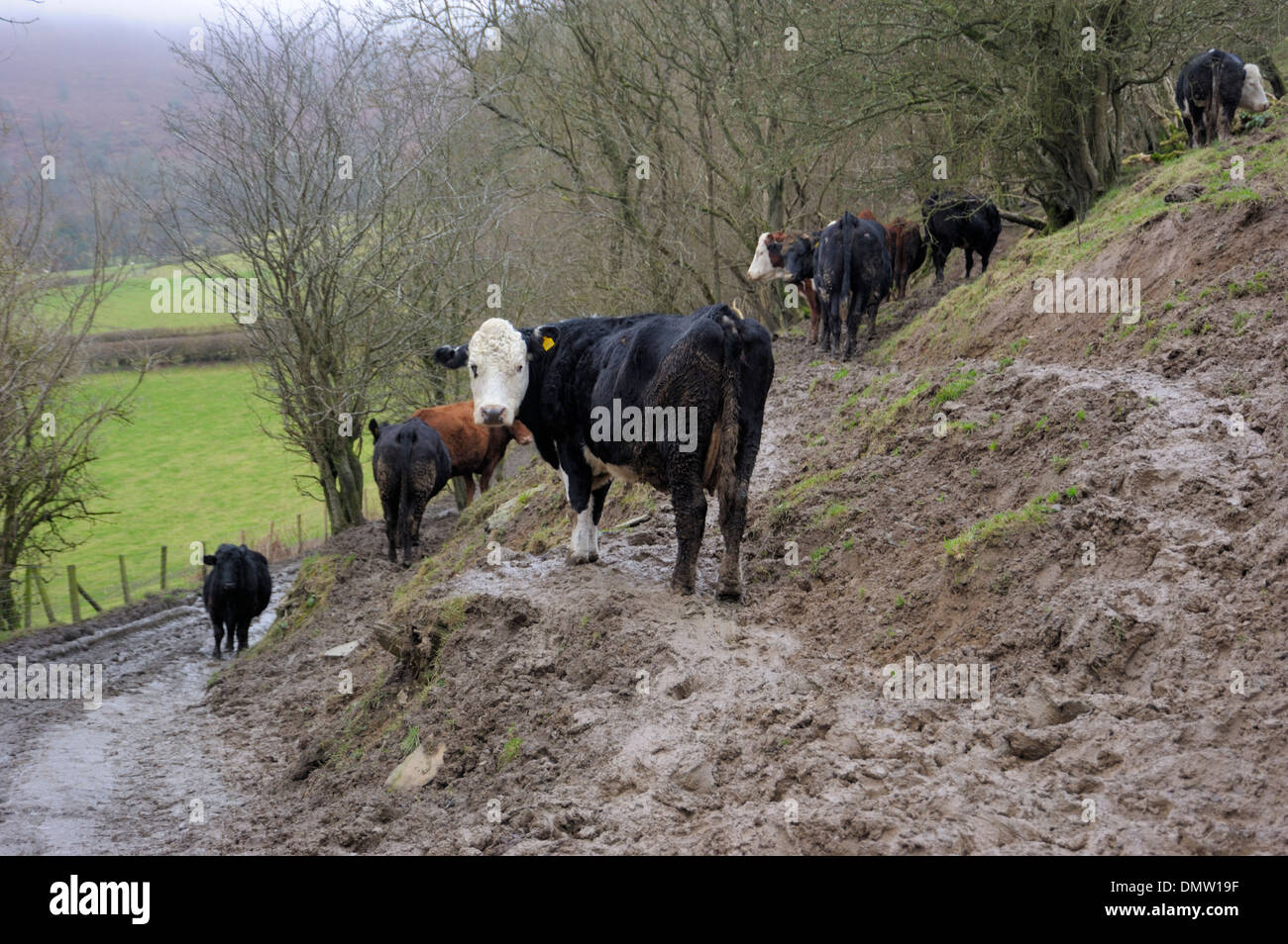 Muddy slope hi-res stock photography and images - Alamy