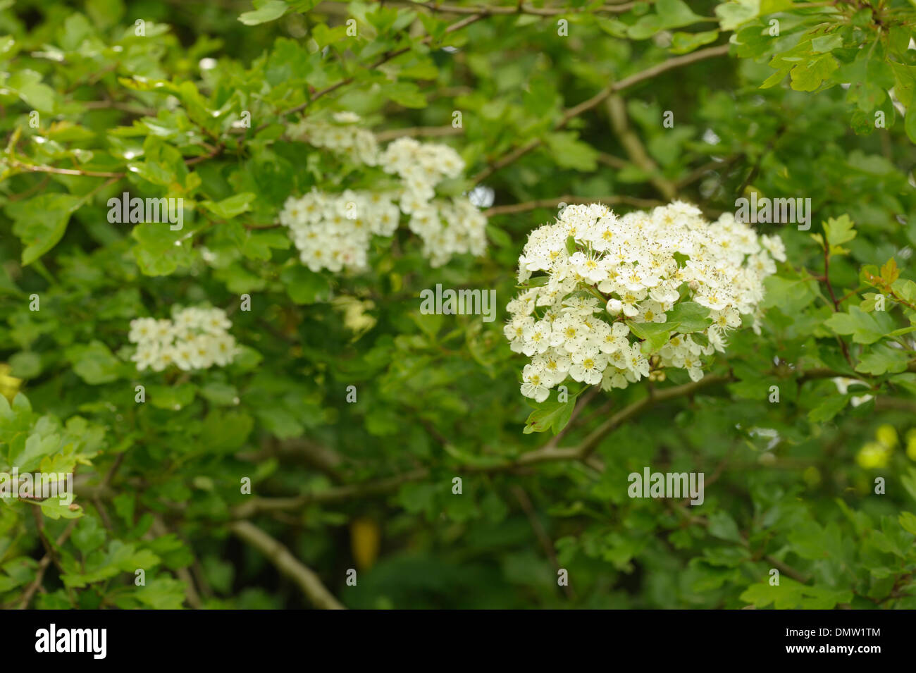 Midland Hawthorn, Crataegus laevigata Stock Photo - Alamy