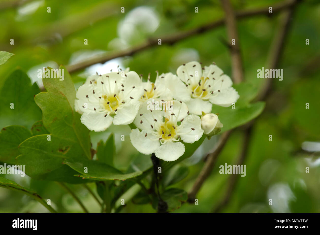 Midland hawthorn crataegus laevigata hi-res stock photography and ...