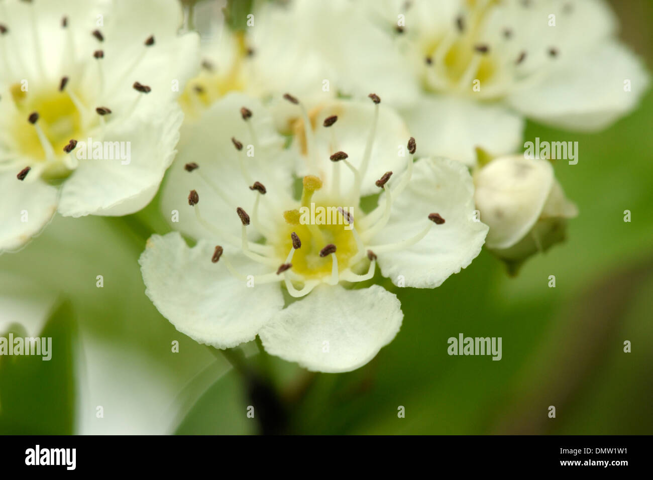 Crataegus laevigata hi-res stock photography and images - Alamy
