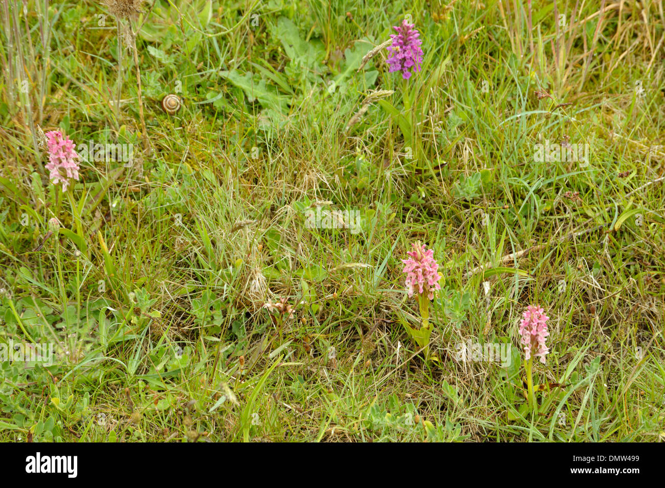 Marsh Orchids, Two Species growing in Close Proximity Stock Photo - Alamy