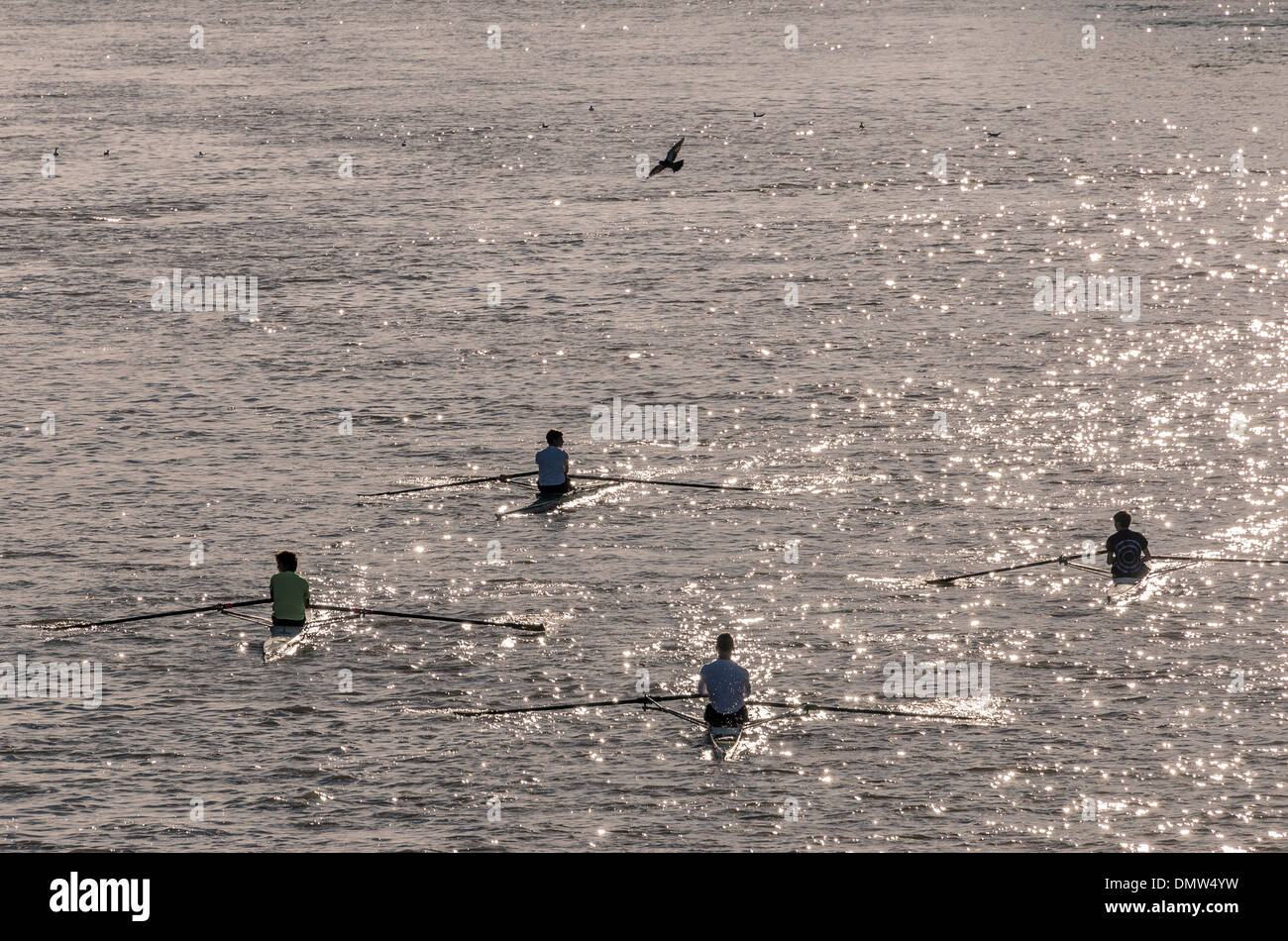 Scullers on the Thames at sunset Stock Photo - Alamy