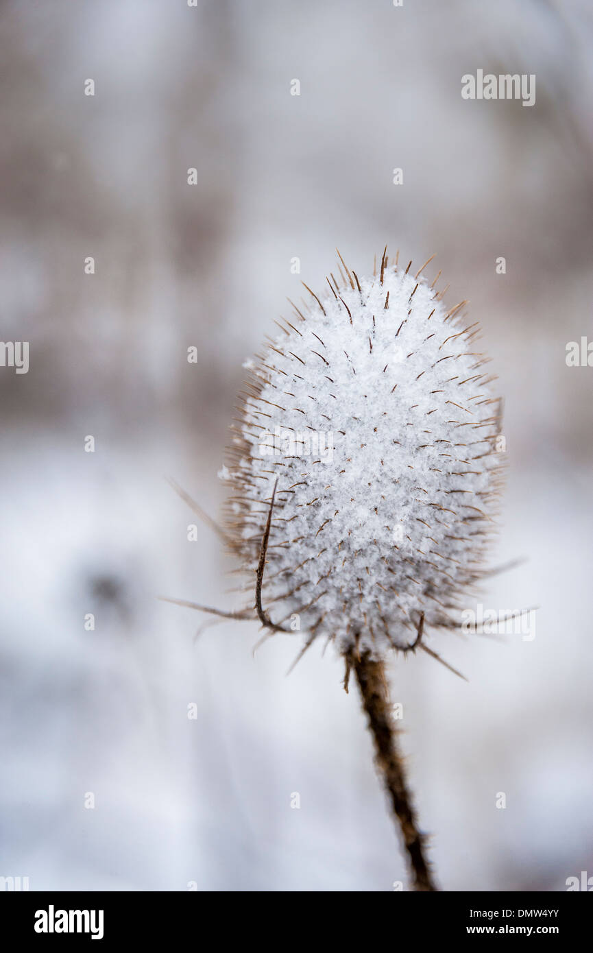 Snow covered teasel hi-res stock photography and images - Alamy