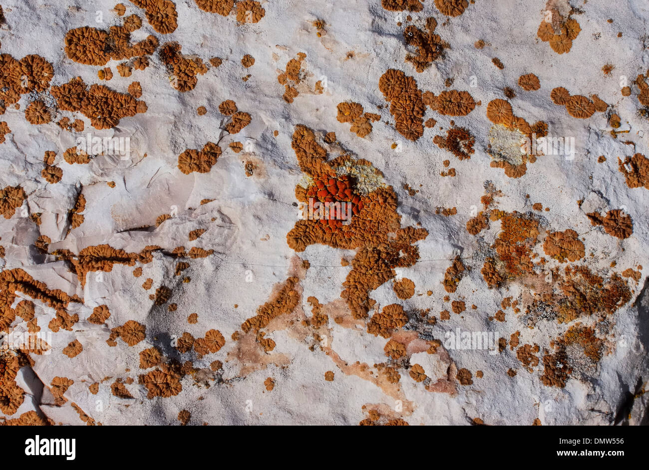 Close-up of colorful lichens are variamenti organisms that cover the ...