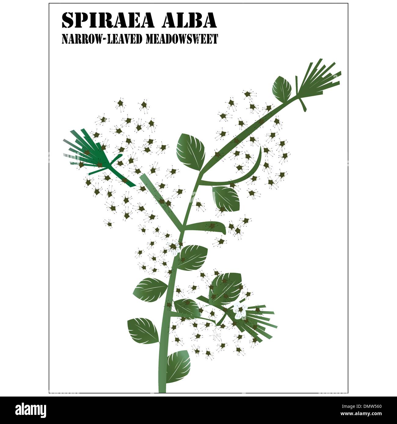 Alba alba Stock Vector Images - Alamy