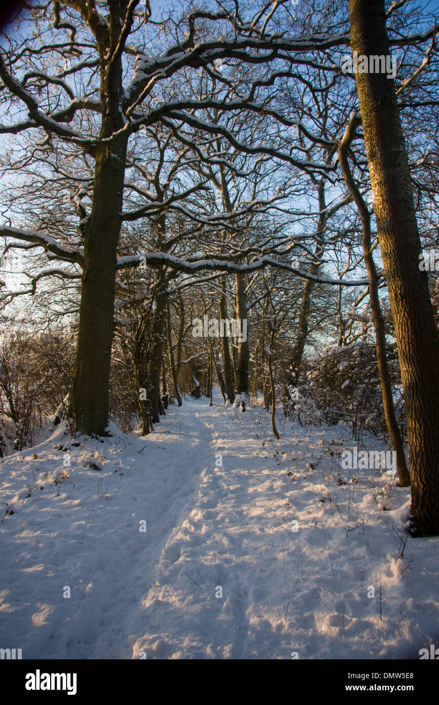 Woodland path under snow Stock Photo - Alamy