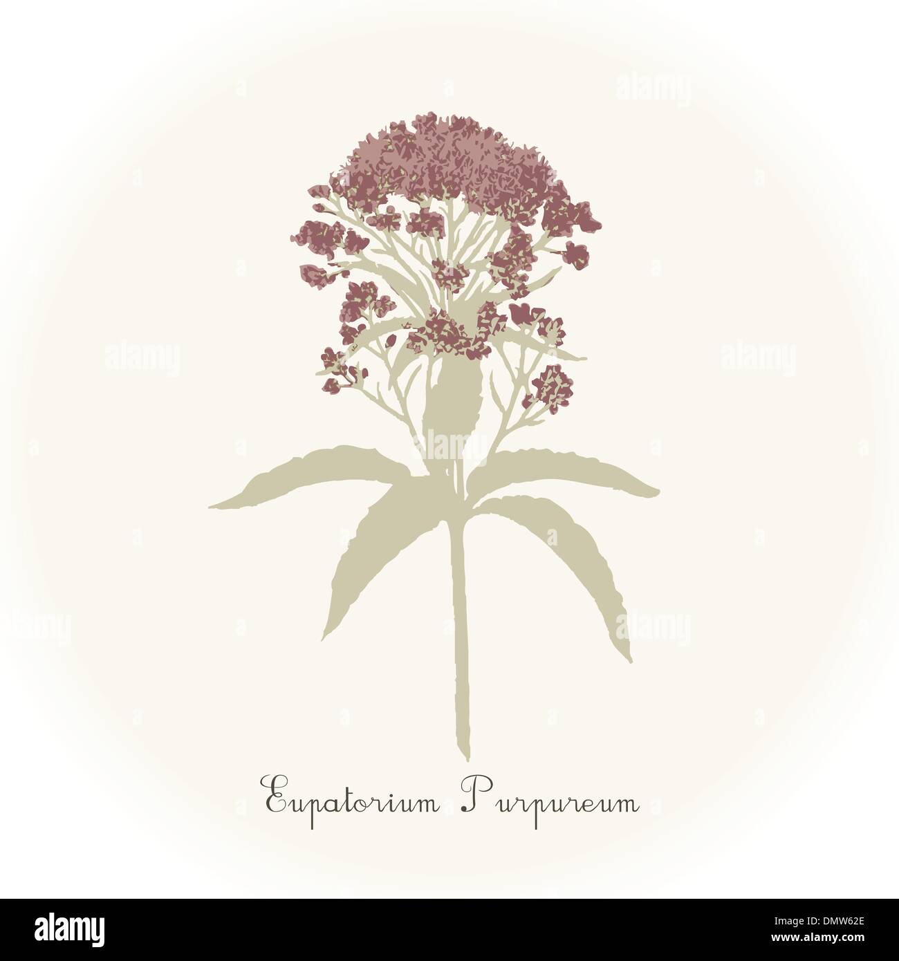 vintage botanic plant Stock Vector Image & Art - Alamy