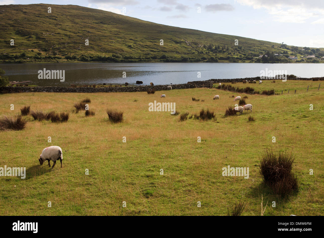 Connemara hill sheep hi-res stock photography and images - Alamy