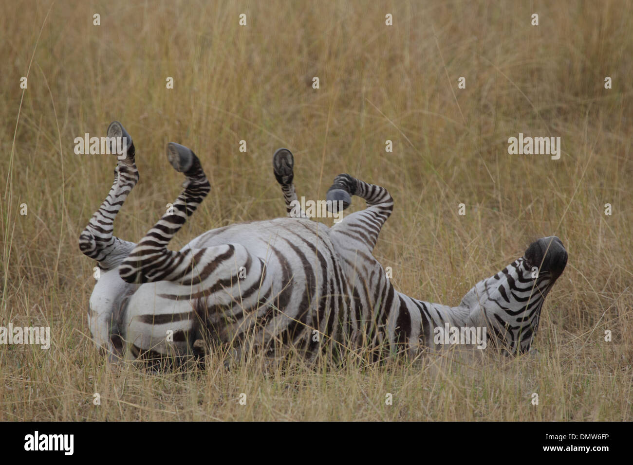 Zebra bottom hi-res stock photography and images - Alamy