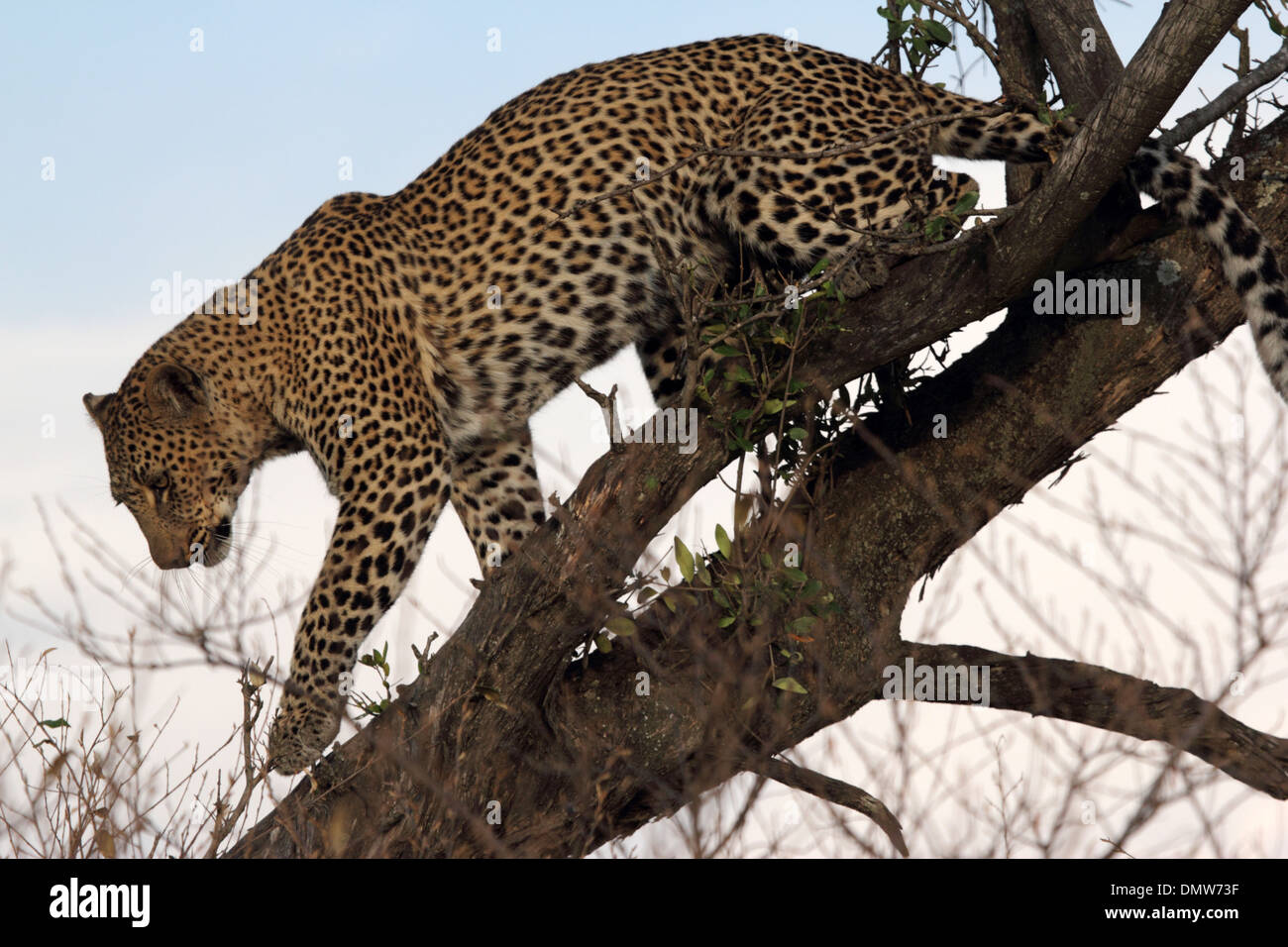 Leopard tree hi-res stock photography and images - Alamy