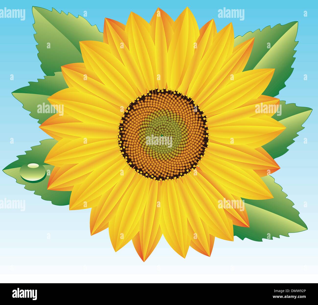 Sunflower vectors hi-res stock photography and images - Alamy