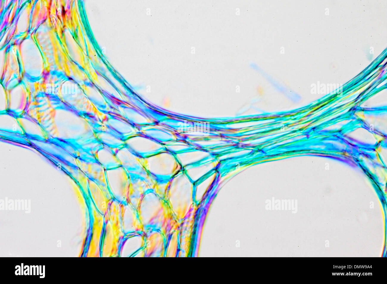 Stem of plant, microscope hi-res stock photography and images - Alamy