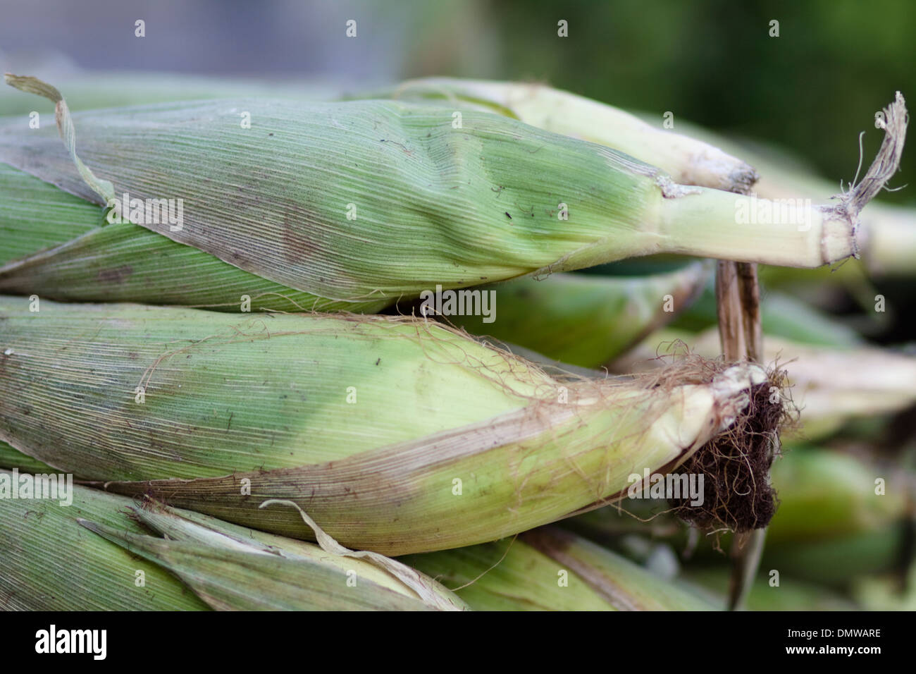 Fresh corncobs in sheets Stock Photo - Alamy