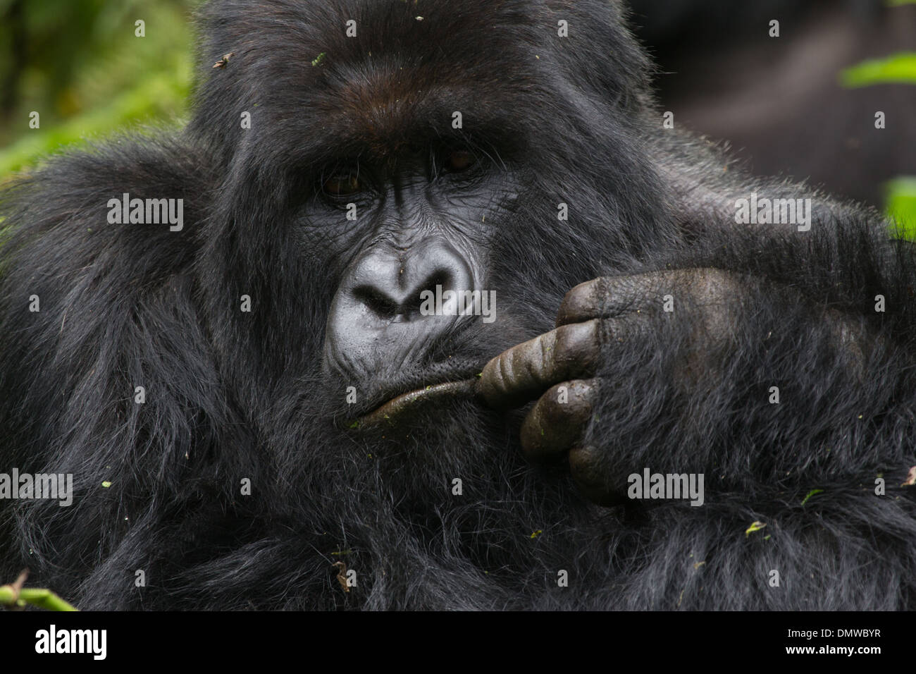 Gorilla finger hi-res stock photography and images - Alamy