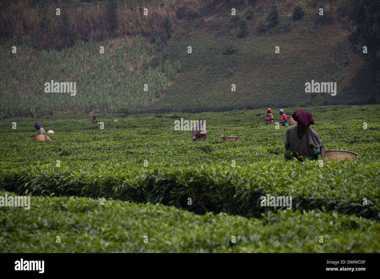 Plantation worker hi-res stock photography and images - Alamy