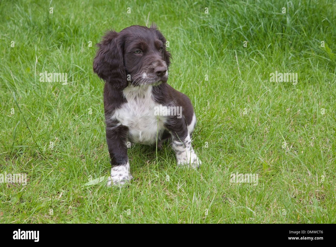 German spaniel hi-res stock photography and images - Alamy