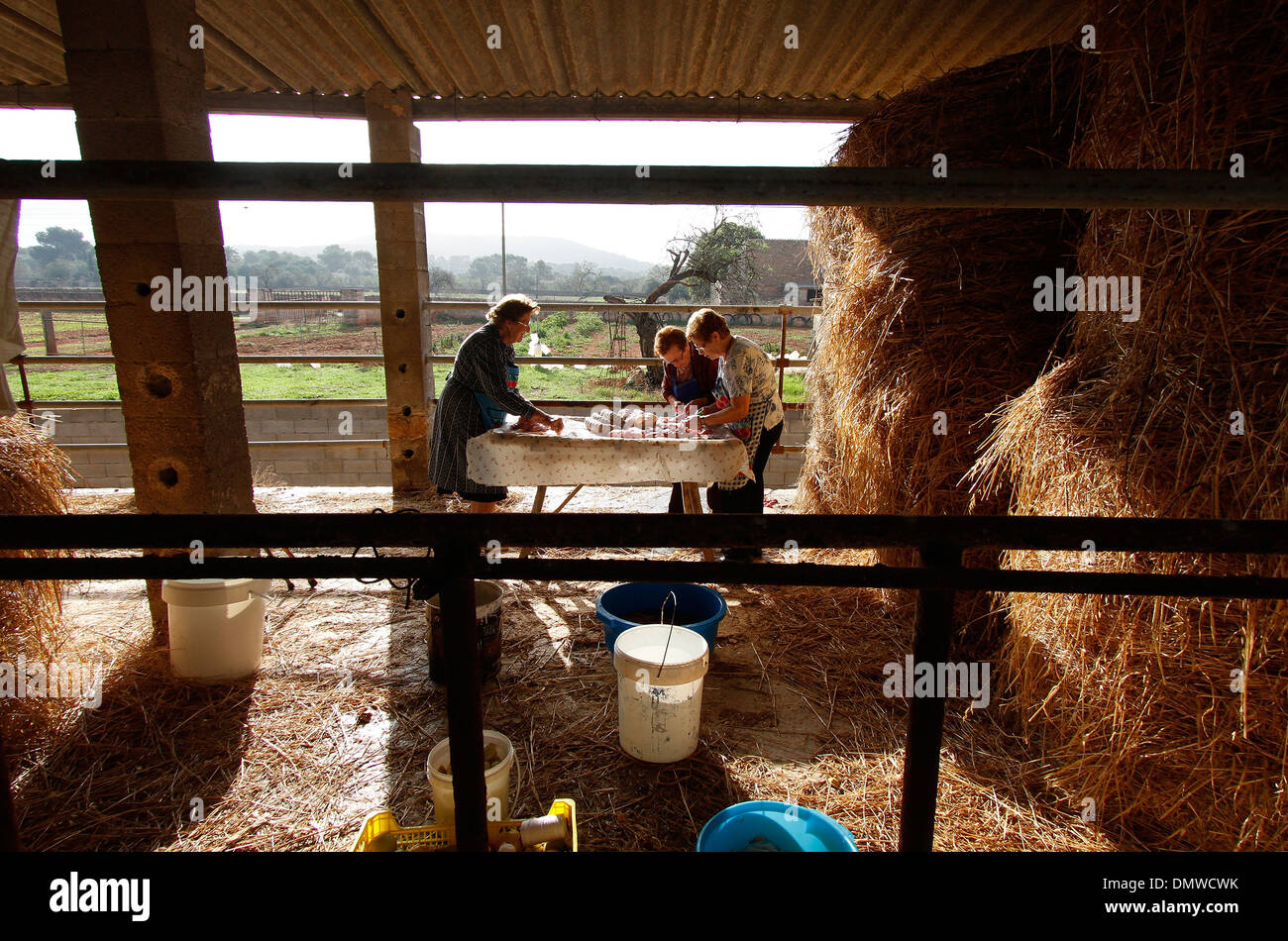 Different process during a traditional local pig slaughter in the ...
