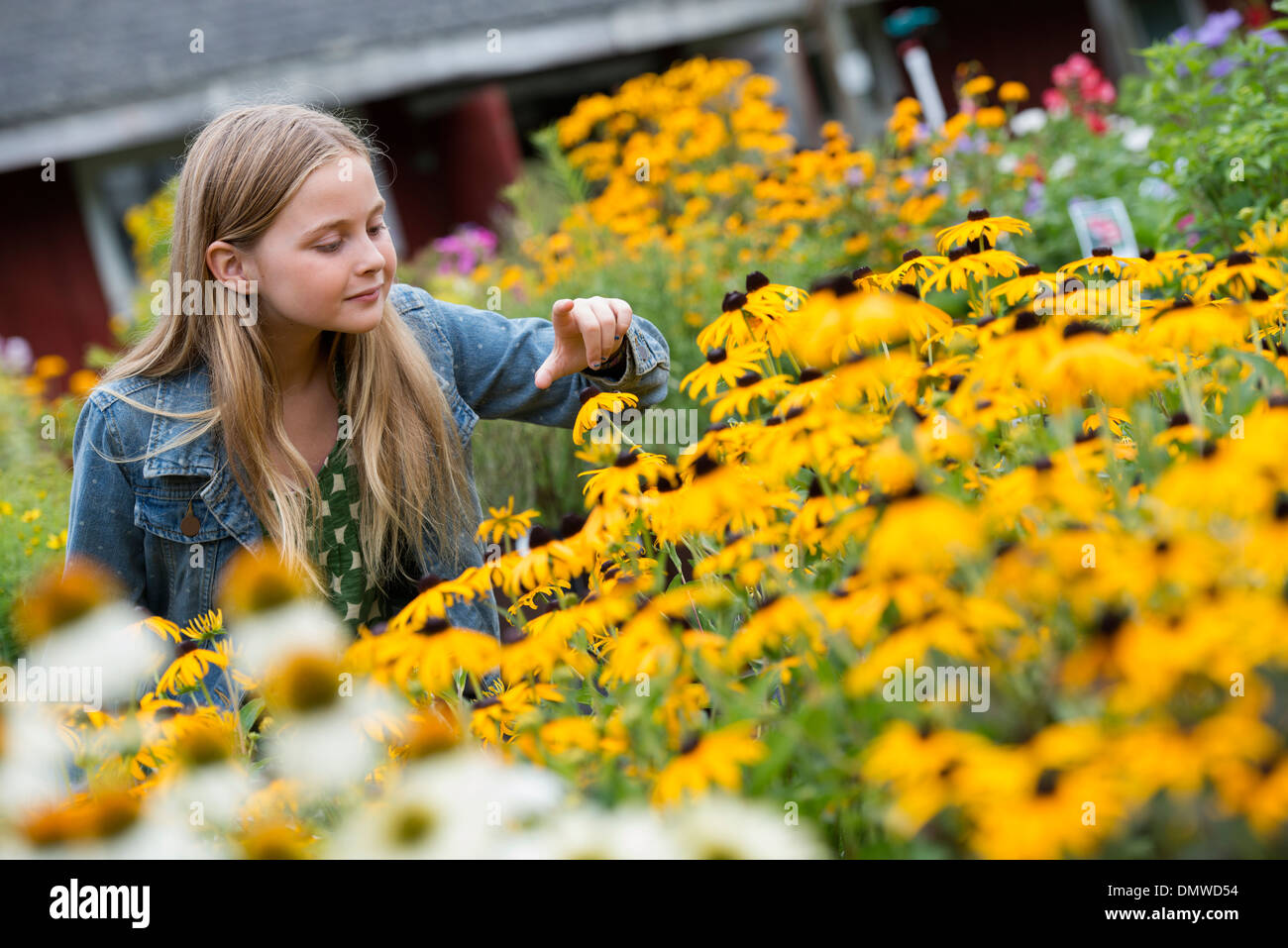 An organic flower plant nursery. A young girl looking at flowers Stock ...