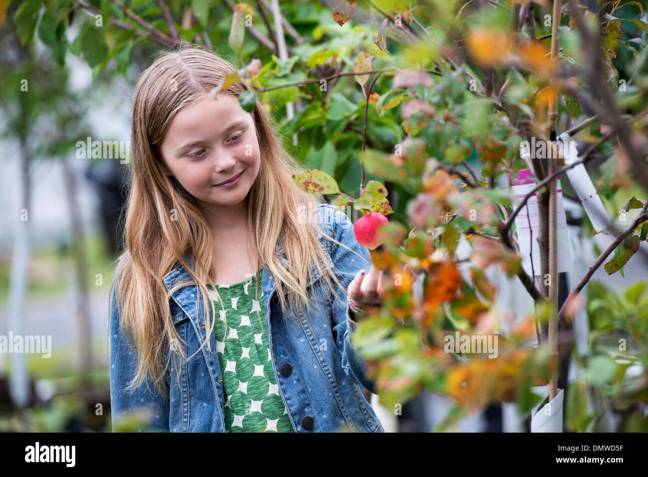 An organic flower plant nursery. A young girl looking at flowers Stock ...