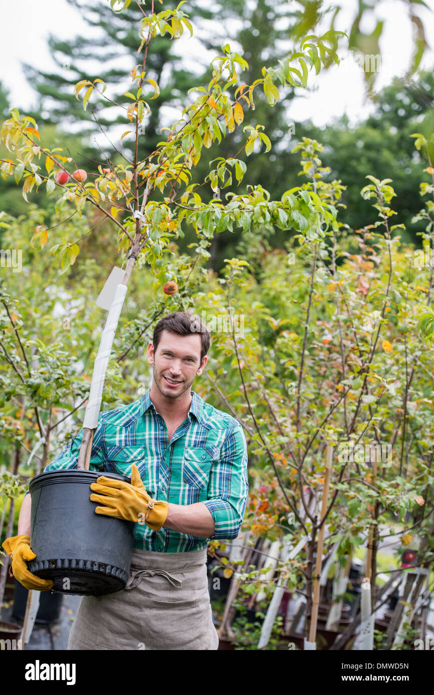 Sapling tree hi-res stock photography and images - Alamy