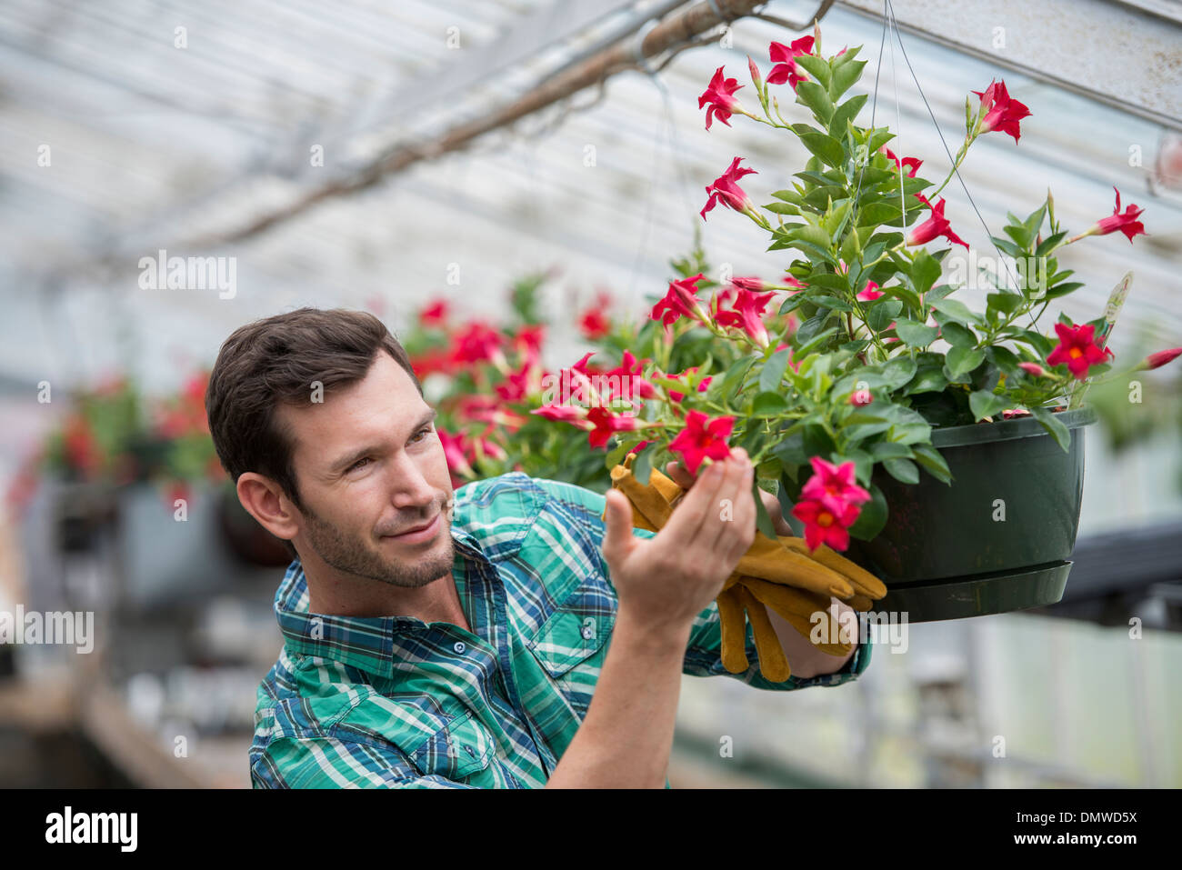 Flowering hanging baskets hi-res stock photography and images - Alamy