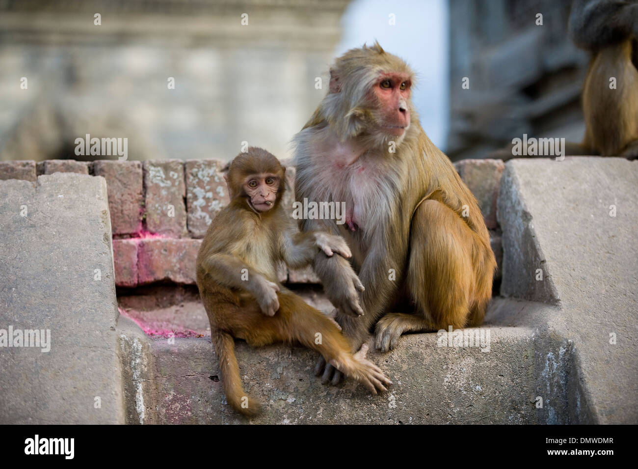 Monkey pashupatinath temple hi-res stock photography and images - Alamy